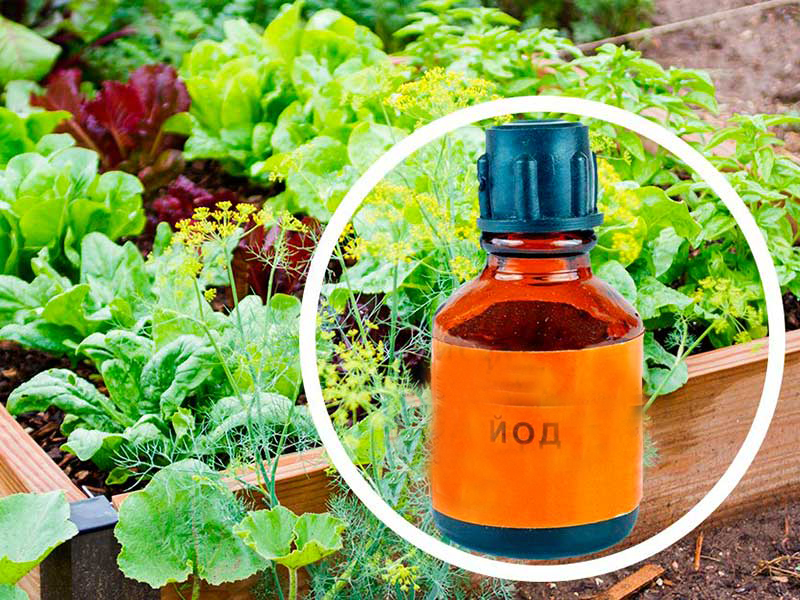 Два дієві народні методи для підживлення розсади Читайте на Ukr Net